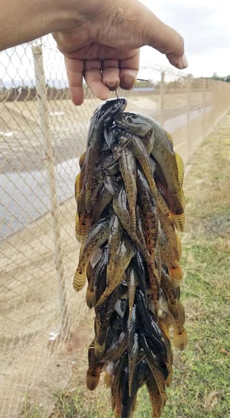 Gobbling gobies | News, Sports, Jobs - Maui News